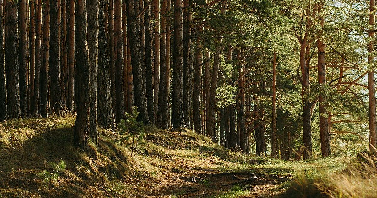 Nachhaltigkeit- was heißt das eigentlich genau? | Leopold Feuerstein ... Nachhaltigkeit- was heißt das eigentlich genau? | Leopold Feuerstein ...